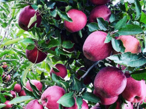 Pennsylvania Apple Orchard - Apple Picking Near York & Baltimore