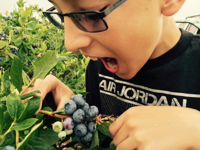 Pennsylvania Blueberry Farm - Blueberry Picking near York & Baltimore