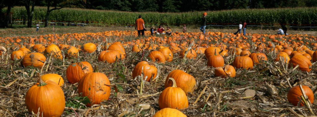 Pennsylvania Pumpkin Patch - Pumpkins Near York, PA and Baltimore, MD